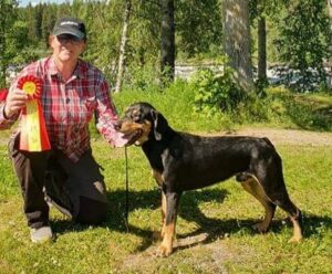 Utstallning – Svenska Smålandsstövareföreningen